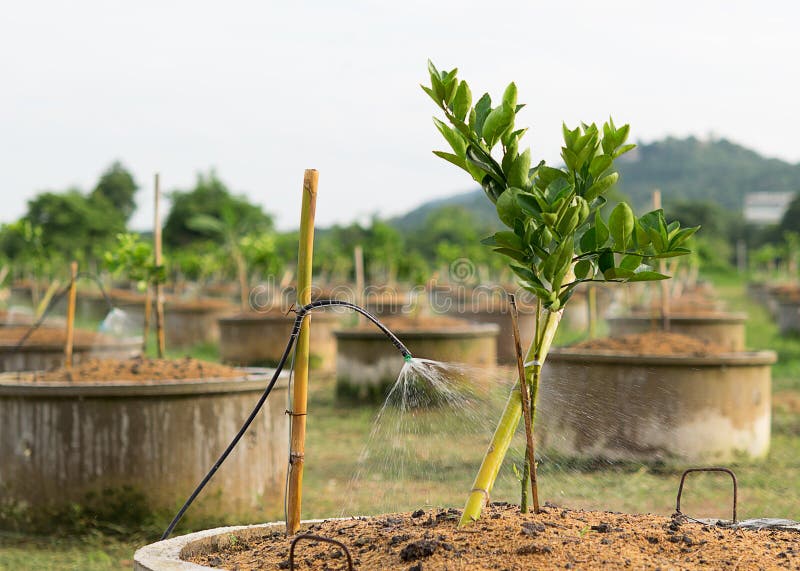 Lemon plantation stock image. Image of yellow, green - 47125881
