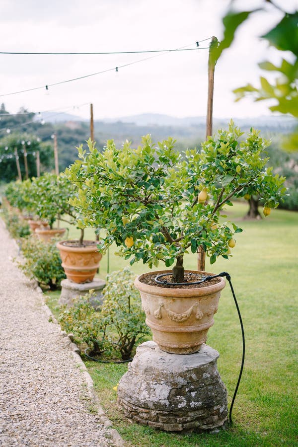 Yellow Lemons on a Tree, Lemon Trees in Pots. Stock Image - Image of ...
