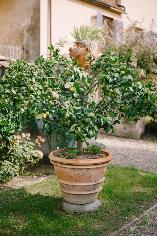 Yellow Lemons on a Tree, Lemon Trees in Pots. Stock Photo - Image of ...