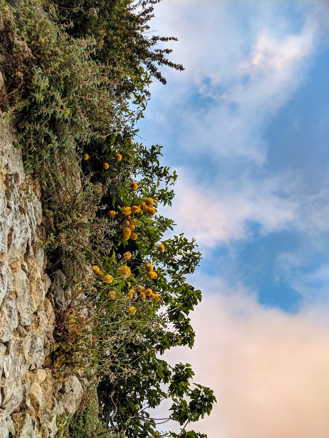 Lemon Trees Seen from Below Stock Image - Image of lemon, healthy ...