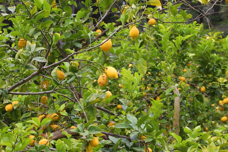 Lemon trees stock photo. Image of lemon, island, greece - 83838860
