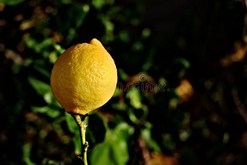 A lemon on a twig. stock photo. Image of single, twig - 183658884