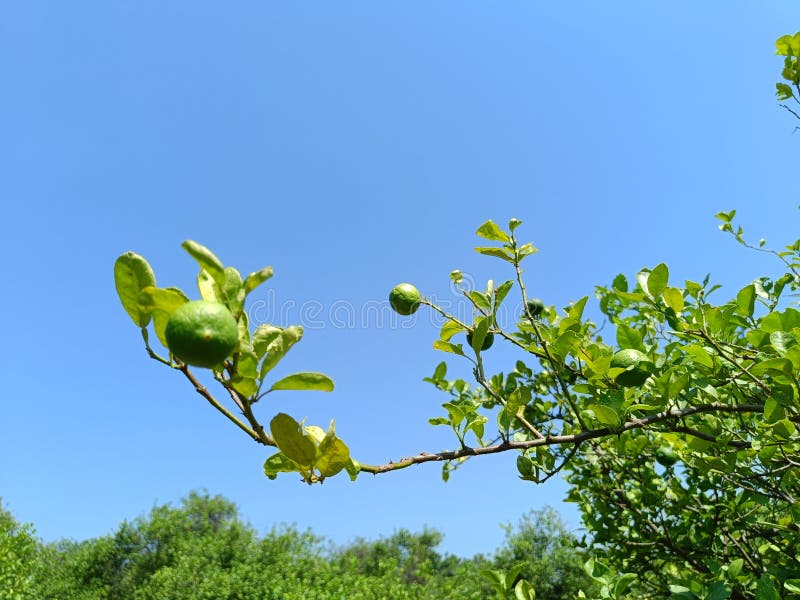 Lemon Vegetable Hanging on Tree Stock Image - Image of nature, sunlight ...