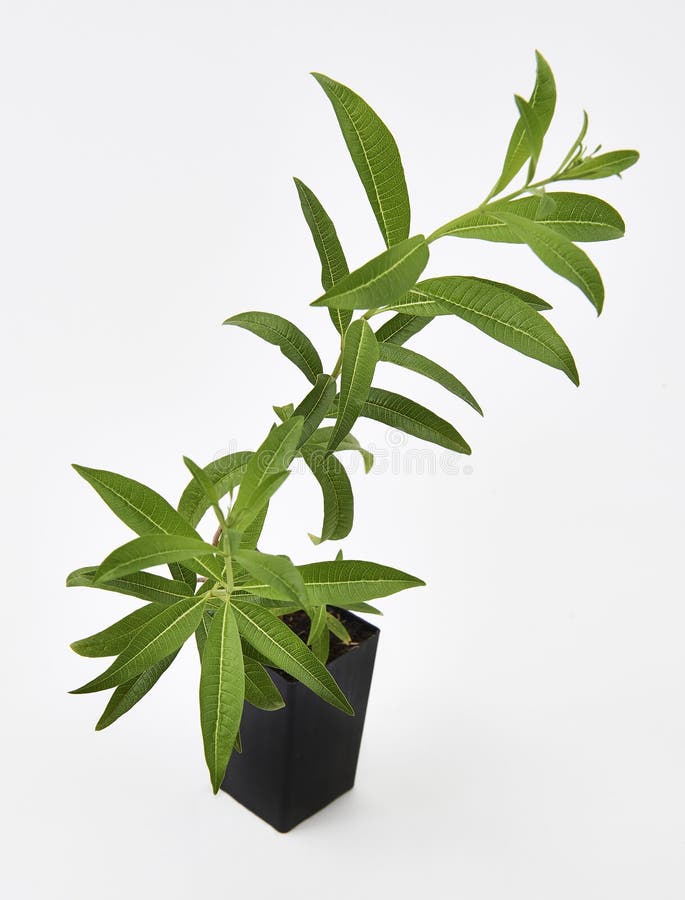 Lemon Verbena Plant Fresh Leaves Stock Photo - Image of herbaceous ...