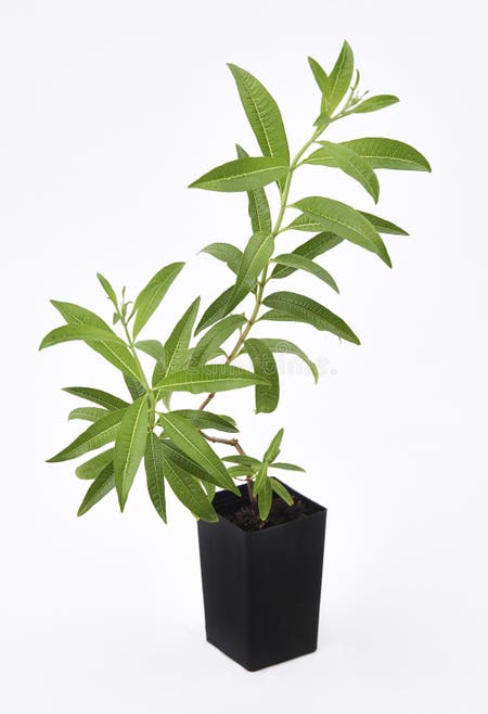 Lemon Verbena Plant stock image. Image of root, leaves - 49821829