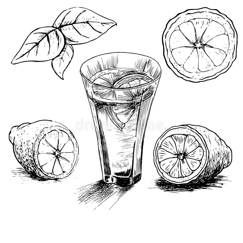 Lemon vintage hand draw stock vector. Illustration of element - 93313116 Lemon vintage hand draw stock vector. Illustration of element - 93313116
