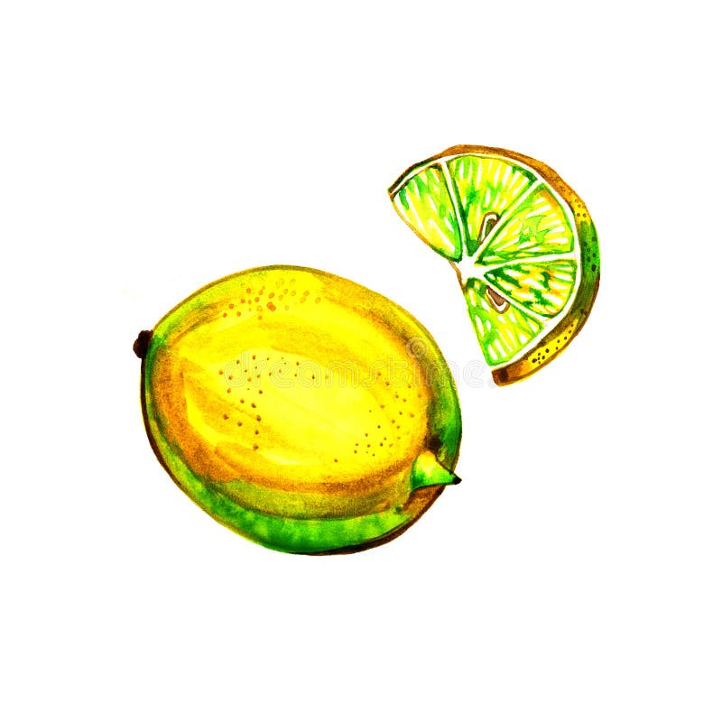 Limon Hand Stock Illustrations – 229 Limon Hand Stock Illustrations ...