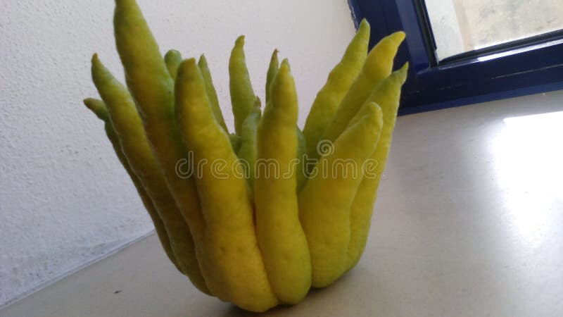 Weird lemon stock photo. Image of nature, lemon, leafs, trees - 84066