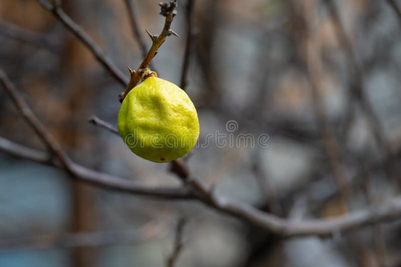 Lemon Withered Yellow on Dead Branches Stock Photo - Image of ...