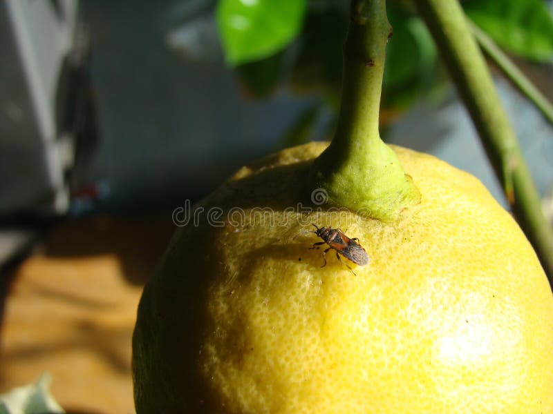 Lemon stock image. Image of crawling, yellow, insect - 52163779