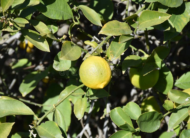 Lemons Ripening on a Lemon Tree in an Orchard Stock Photo - Image of ...