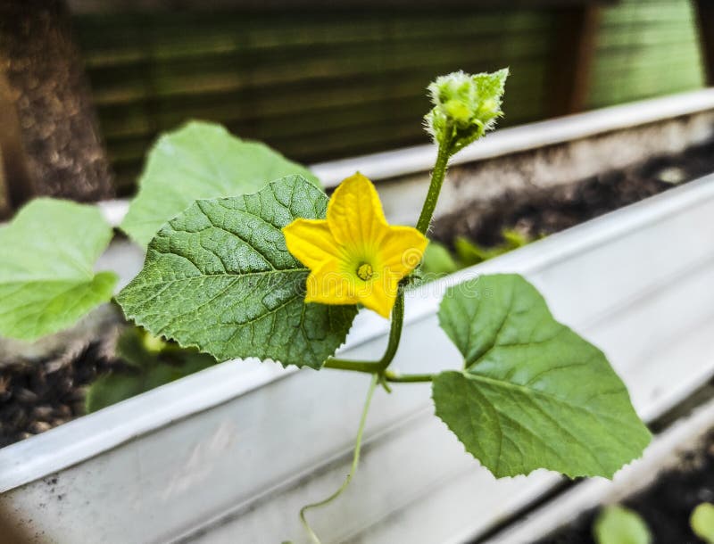 Lemonade flower plant stock image. Image of produce - 226444369