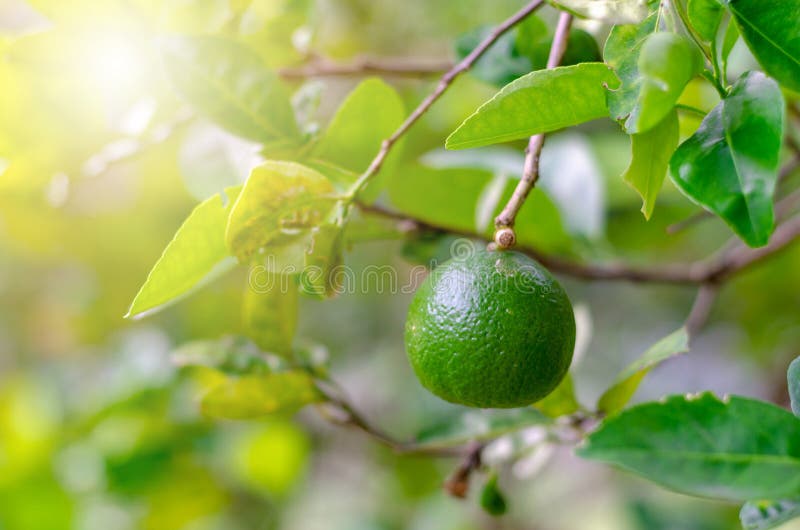 Lemonade on the Tree in the Garden Stock Image - Image of plant ...