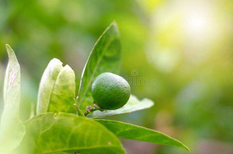 Lemonade on the Tree in the Garden Stock Photo - Image of sour, fresh ...