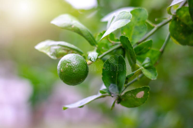 Lemonade on the Tree in the Garden Stock Image - Image of sour ...