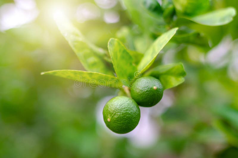 Lemonade on the Tree in the Garden Stock Photo - Image of food, harvest ...