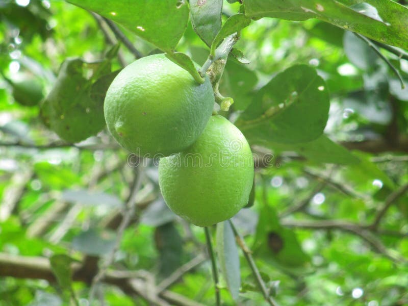 Lemonade tree stock image. Image of home, health, fresh - 93418305