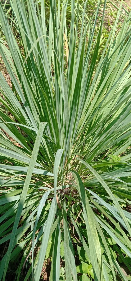 The Lemone Grass is Herb Plant Using for Medicine Stock Image - Image ...