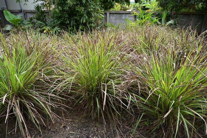 Lemongrass Garden Plant on Soil Stock Image - Image of blade ...