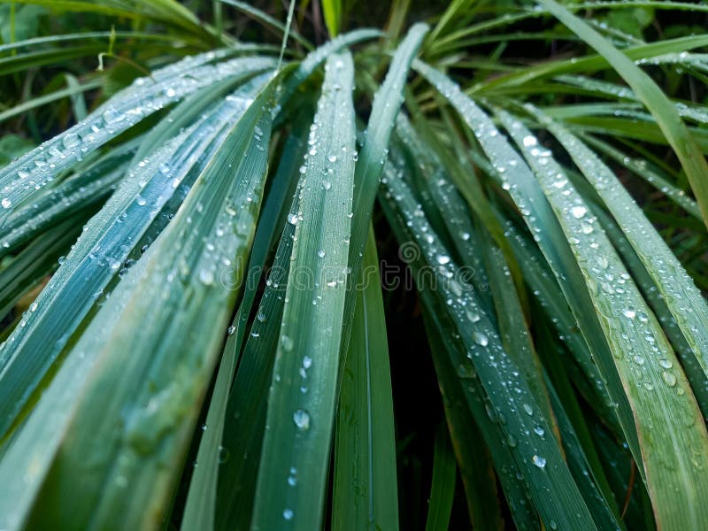Lemongrass Leaves after Being Exposed To Rain Stock Image - Image of ...