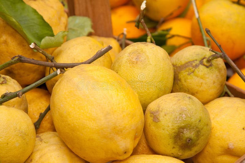 Lemons stock photo. Image of fresh, sharp, shop, tangy - 17027616