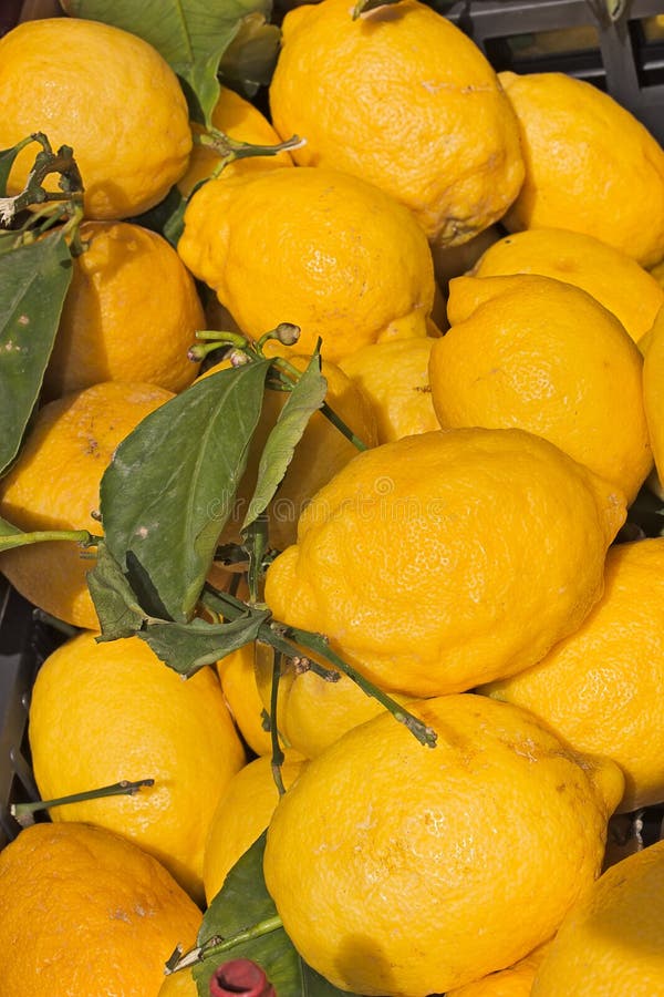 Lemons stock photo. Image of fruit, italian, fresh, juicy - 18656198