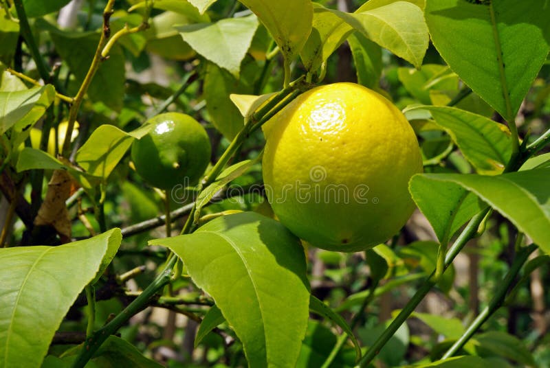 Lemons beginning to ripen stock image. Image of food - 54214965