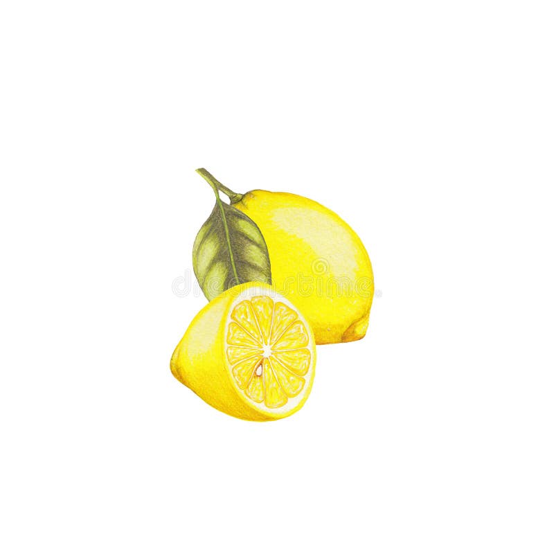 Lemons Botanical Illustration Stock Image - Image of drawn, drawing ...