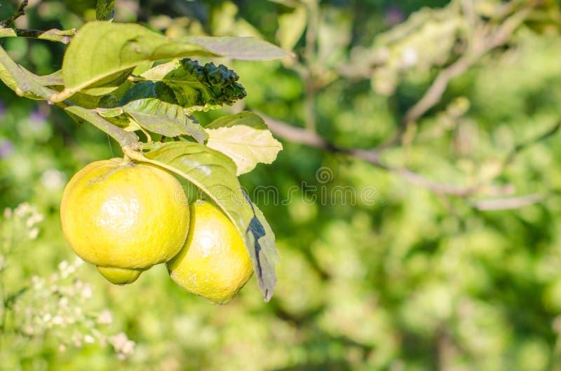 Lemons stock photo. Image of foreground, citric, horizontal - 49794610