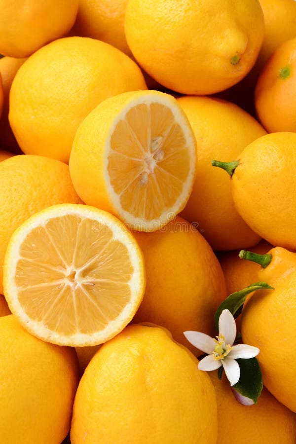 Lemons Closeup stock image. Image of flower, ripe, rind - 39239847