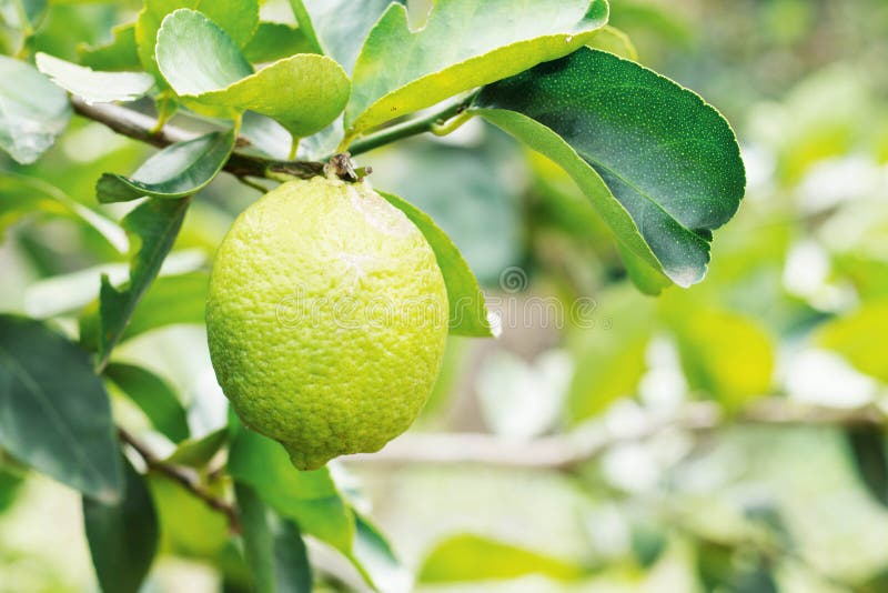 Farm lemons in Thailand stock photo. Image of grown, cook - 79190690