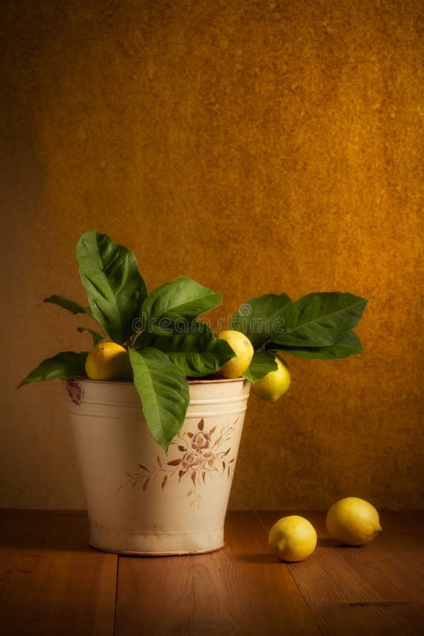 Lemons stock image. Image of container, food, green, fresh - 33584679
