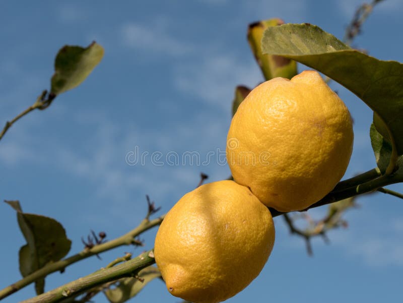 Lemons Growing on Lemon Tree and Blue Sky Stock Photo - Image of ...