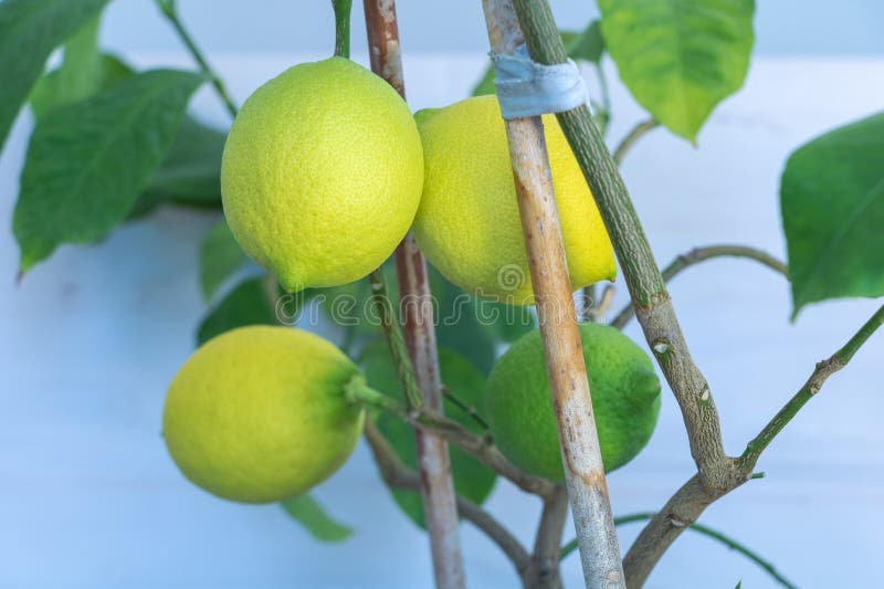 Lemons Growing on a Lemon Tree at Home Inside Stock Photo - Image of ...