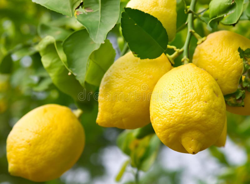 Lemons Hanging on a Lemon Tree, Natural Close-up Details Stock Photo ...