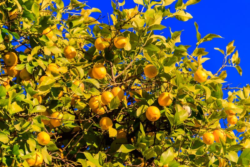Lemons Hanging on Tree Branches of Lemon Tree in Garden Stock Photo ...