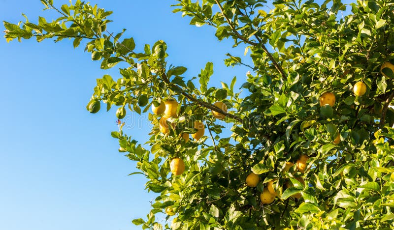Lemons on Lemon Tree and Blue Sky Stock Photo - Image of juicy, harvest ...