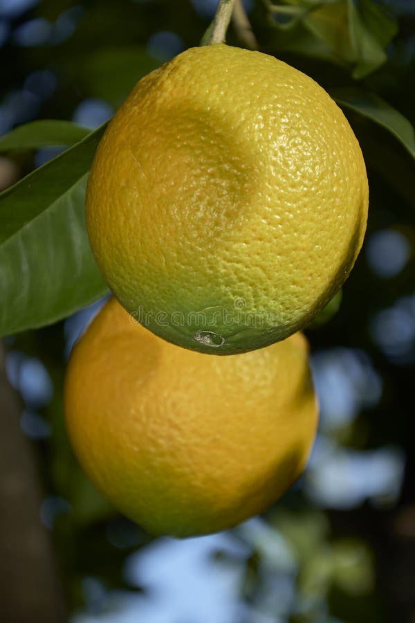 Lemons on Lemon Tree Branch Stock Photo - Image of natural, organic ...