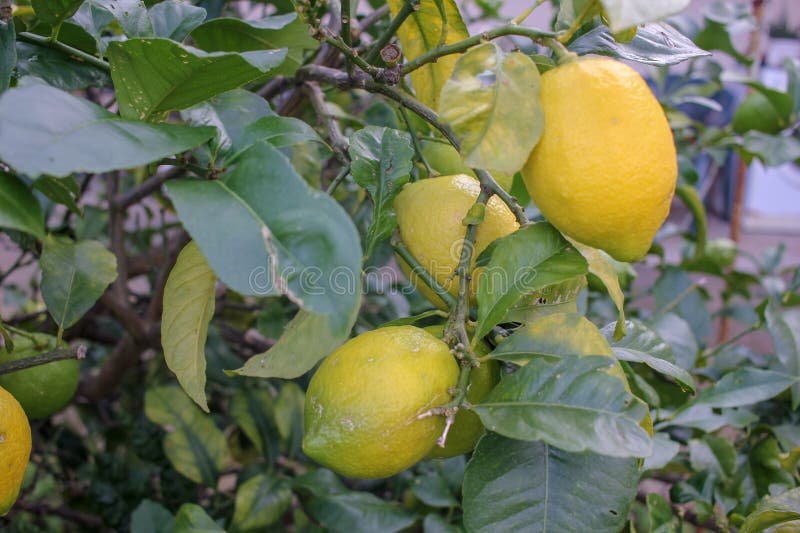 Lemons in a Lemon Tree at Home Stock Photo - Image of plant, fresh ...