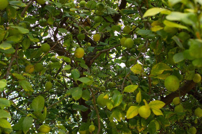 Lemons on lemon tree stock photo. Image of sunlight - 360214650