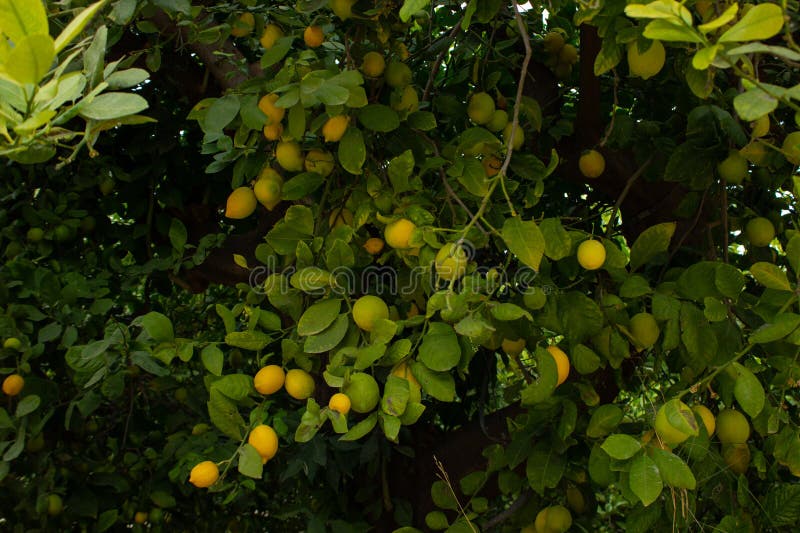 Lemons on lemon tree stock photo. Image of crop, juicy - 360458494