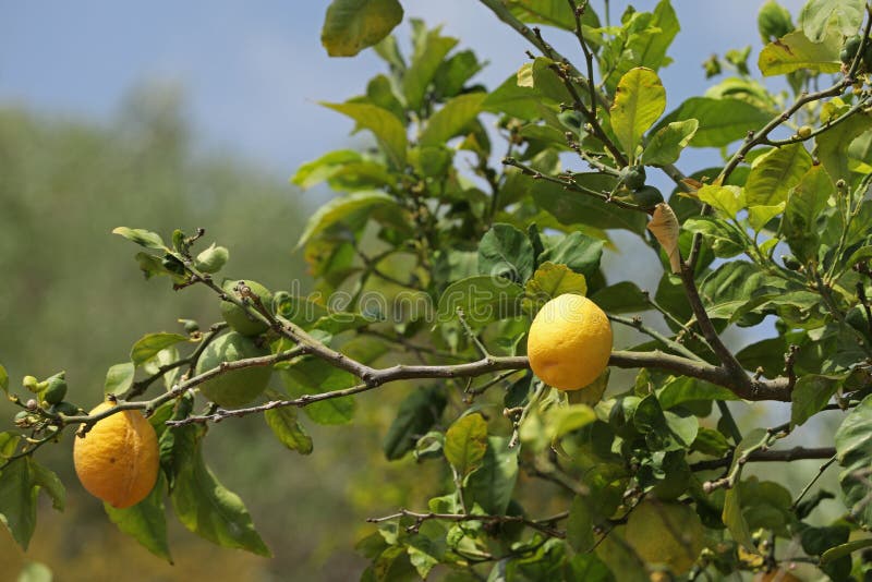 Lemons on a lemon tree stock image. Image of green, health - 185855429