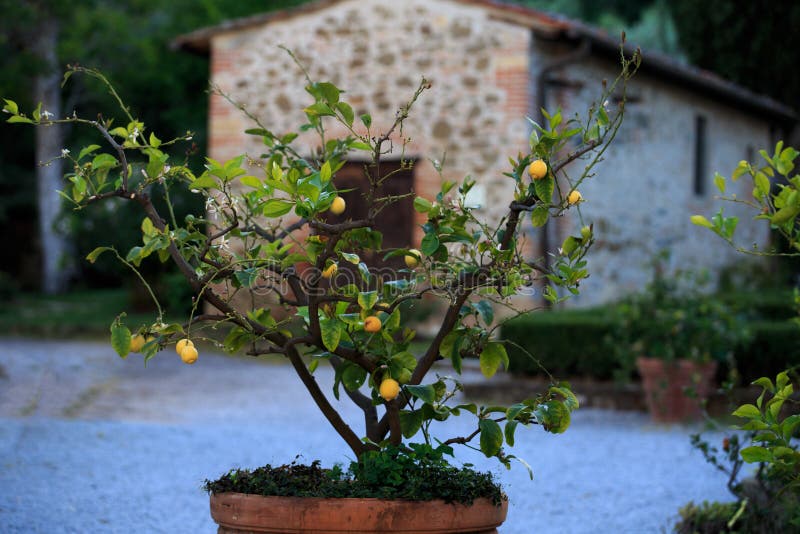 Lemons, lemon trees, stock image. Image of ripe, trees - 95622481