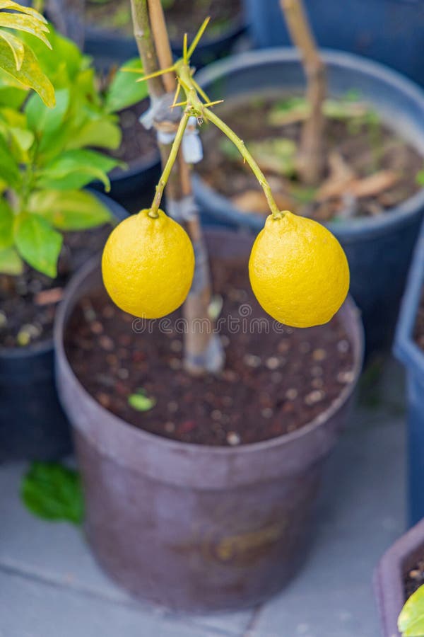 Lemons in Pot stock photo. Image of serbia, growing - 245367394