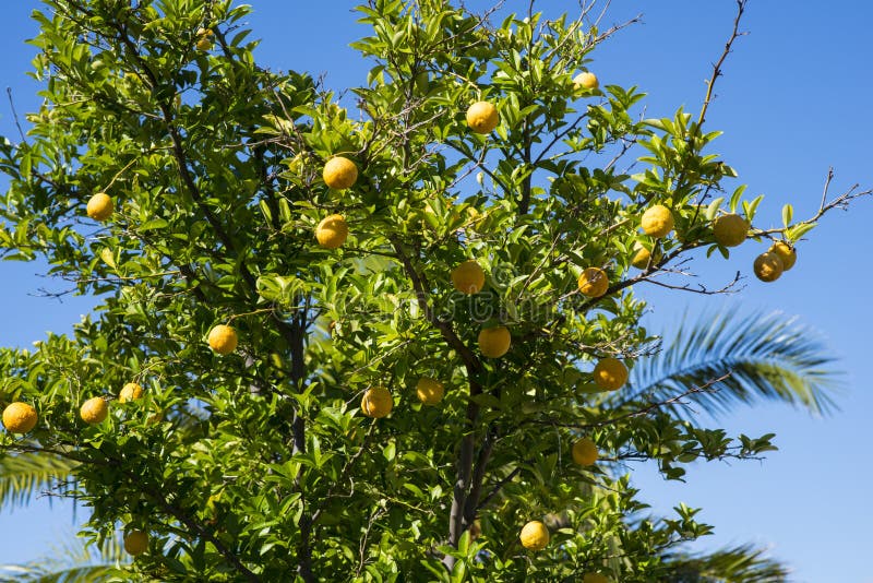 Lemons Growing in a Garden in Perth, Western Australia Stock Image ...