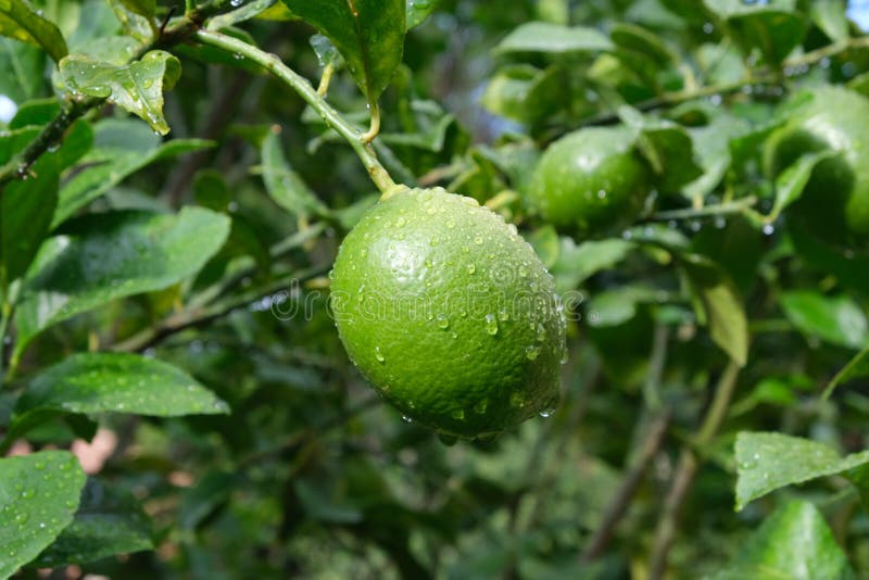Lemons Ripening on a Lemon Tree. Stock Image - Image of acid, lemon ...