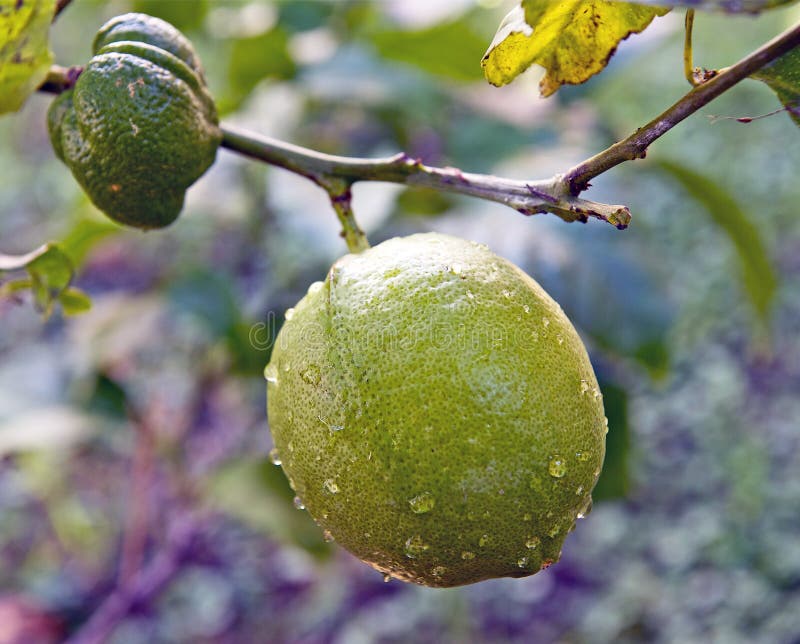 Lemons Still Forming stock image. Image of color, daylight - 60461535