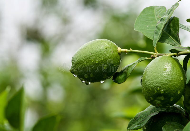 Lemons on tree stock image. Image of drop, healthy, horizontal - 55148415