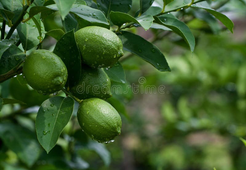 Lemons on tree stock photo. Image of nature, food, sour - 55148598