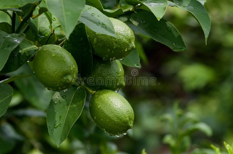 Lemons on tree stock image. Image of agriculture, lime - 55149089